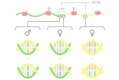New Maps Plot Hot Spots Of Diversity Across Human Genome Spectrum Autism Research News