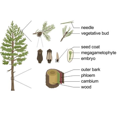 Pinus Tree Diagram