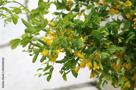 Branch Of Siberian Peashrub Caragana Arborescens With Green Leaves