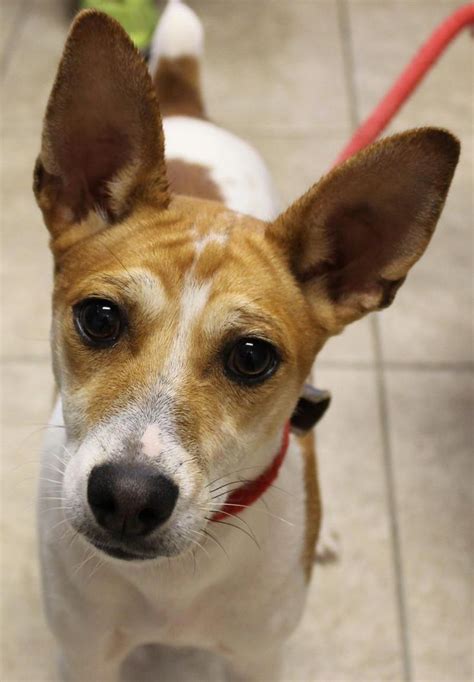 Adopt Dawson On Petfinder Basenji Dogs Rat Terrier Mix Terrier Mix Dogs