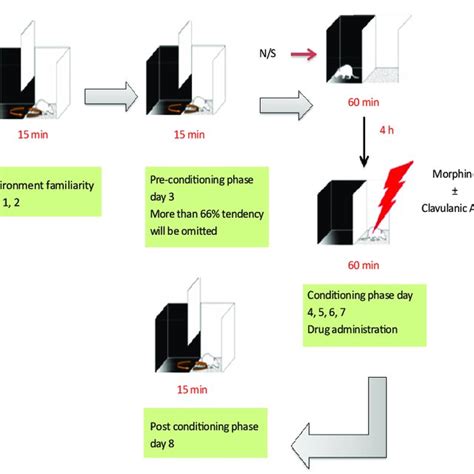 Schematic Representation Of Acquisition Of Morphine Induced Place Download Scientific Diagram