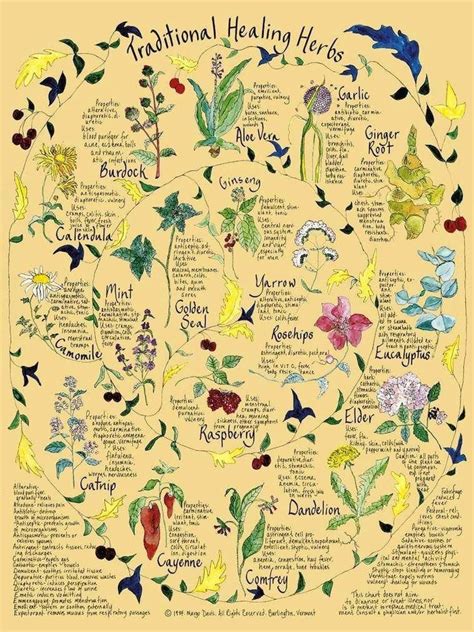 Pin By •cynthia• On Health Herbology Naturopathy Healing Herbs