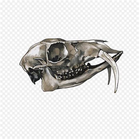 Png Png