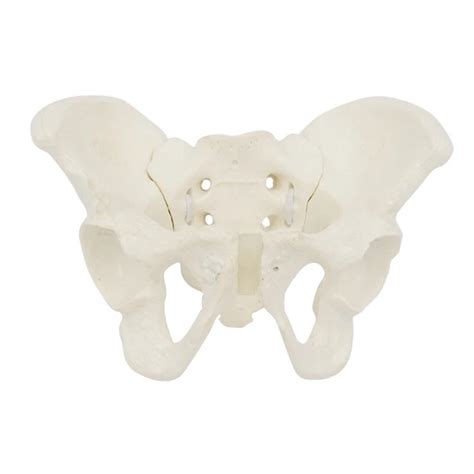Life Size Female Pelvis Model Anatomy Model Hip Bone Pelvic