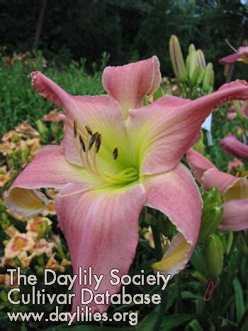 Katielous Lilies Boss Lady