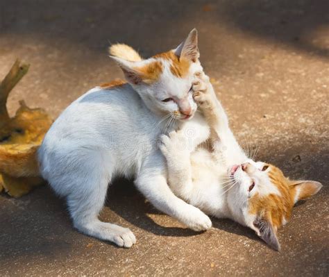 Cat Twin Royalty Free Stock Images Image 23679739