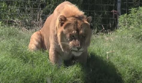 Кръстоска между лъв и тигър се роди в Румъния