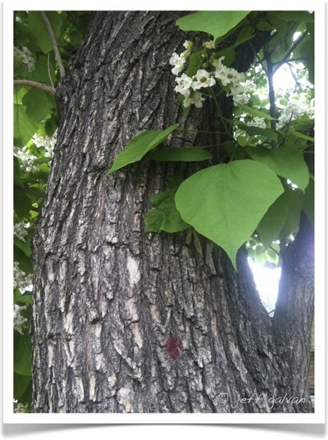 Western Catalpa Tree Identification Identifying Catalpa Speciosa