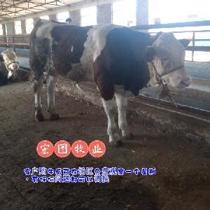 500斤的西门塔尔二岁母牛 自养自销 纯吉林牛 吉林四平 福成五丰 食品商务网