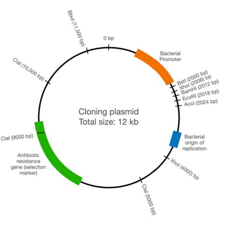 Solved You Decide To Use Your Ls 7a Knowledge And Produce A