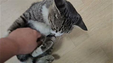 빙글빙글 고양이 Youtube