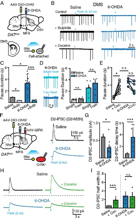 Figure 2 From Loss Of Nigral Excitation Of Cholinergic Interneurons Contributes To Parkinsonian