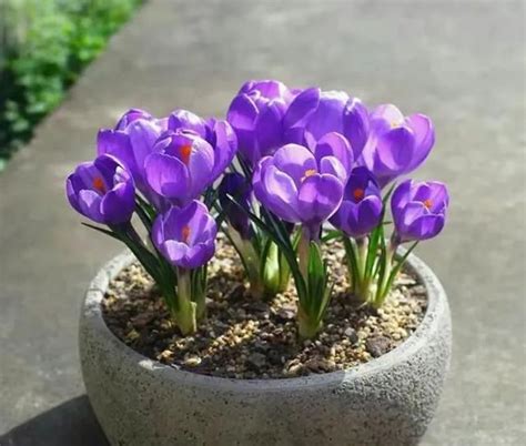 這4種花比黃金還珍貴家裡養一盆當傳家寶子孫後代都有福 imomo植物識別