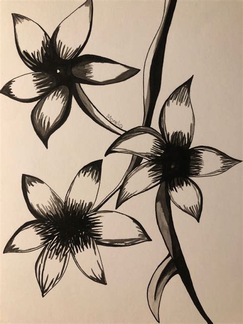Flores Dibujo A Tinta Dibujos Tinta China Tinta China