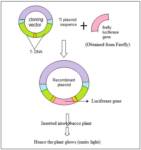 Cloning Vectors Definition Types Examples Unit 2 Rdna Pcr Notes