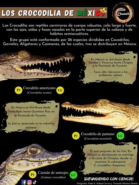 Actualizar 110 Imagen Cocodrilo Caiman Y Gavial Abzlocal Mx