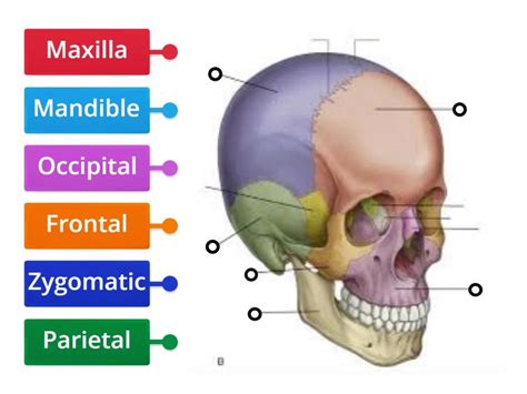 Bones Of The Skull Labelled Diagram