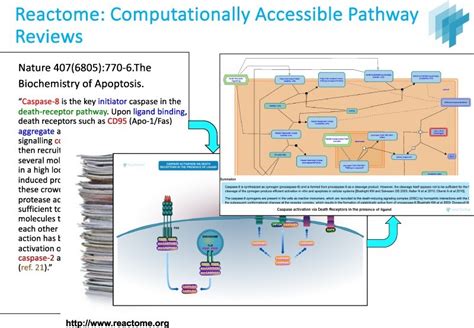The Reactome Pathway Knowledgebase 2024 Abstract Europe Pmc