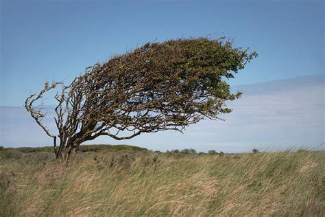Slanting Tree Photograph By Anges Van Der Logt Pixels