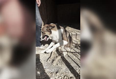 Dziękujemy Za Waszą Pomoc ️ Zebrane środki Zostały Przekazane Na