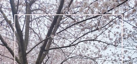 Jeju Cherry Blossom Day Tour Klook Philippines