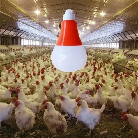 Poultry Equipment Chicken House Dimming Globe Bulb Light Poultry