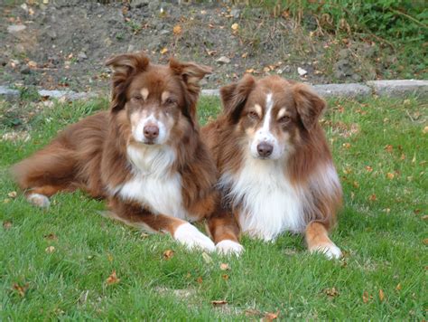 Australian Shepherd Colors Miniature Australian Shepherd Breed Guide