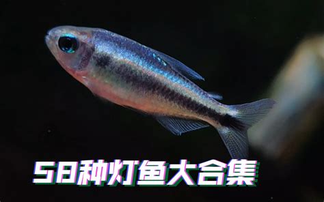 180公分原生溪流造景作品 我的狗子在哪里 水族造景 哔哩哔哩视频