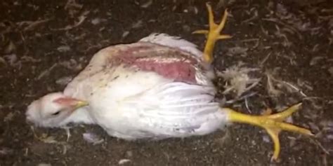 ಕೋಳಿ ಜೊತೆಗೆ ಸೆಕ್ಸ್ ಮಾಡಿ ಸಿಕ್ಕಿಬಿದ್ದ ವ್ಯಕ್ತಿ ಆತನಿಗೆ ಕೋರ್ಟ್ ನೀಡಿದ ಶಿಕ್ಷೆ ಏನು ಗೊತ್ತಾ