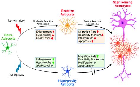 Schematic Overview Of The Process Of Astrocyte Reactivity Induction And
