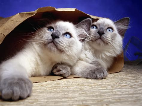 熟す 論争的 ほとんどの場合 壁紙 無料 Pc 猫 巻き戻す 他の場所 無駄だ