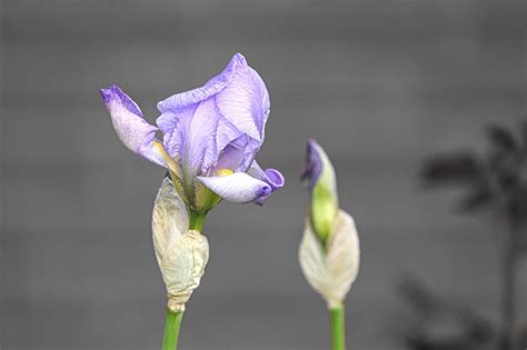 Iris Lily Blossom Free Photo On Pixabay Pixabay