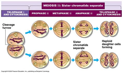 Meiosis