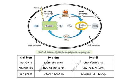 Lý Thuyết Tổng Hợp Và Phân Giải Các Chất Trong Tế Bào Sinh 10 Cánh