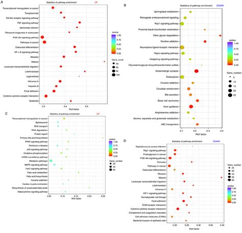 KEGG Enrichment Analysis Of DEGs The 20 Most Enriched KEGG Pathways