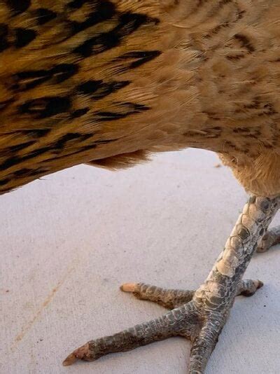 Is This Scaly Leg Mite BackYard Chickens Learn How To Raise Chickens
