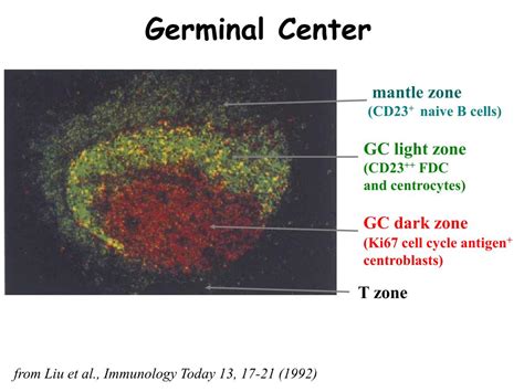 Ppt B 细胞的活化 Powerpoint Presentation Free Download Id5789357
