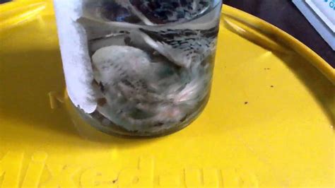 Preserved Parakeet In Alcohol Youtube