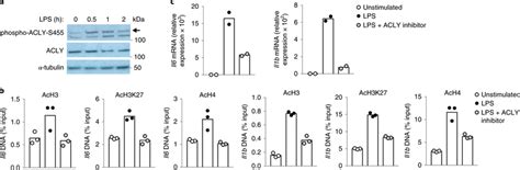 Acly Activity Supports Inflammatory Gene Induction In Lps Activated