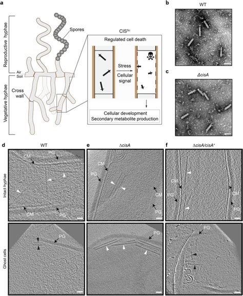 Function And Firing Of The Streptomyces Coelicolor Contractile Injection System Requires The