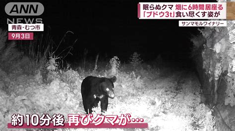 眠らぬクマ “冬眠前”脅威の食欲明らかに 畑に相次ぎ出没400kg巨大ヒグマも