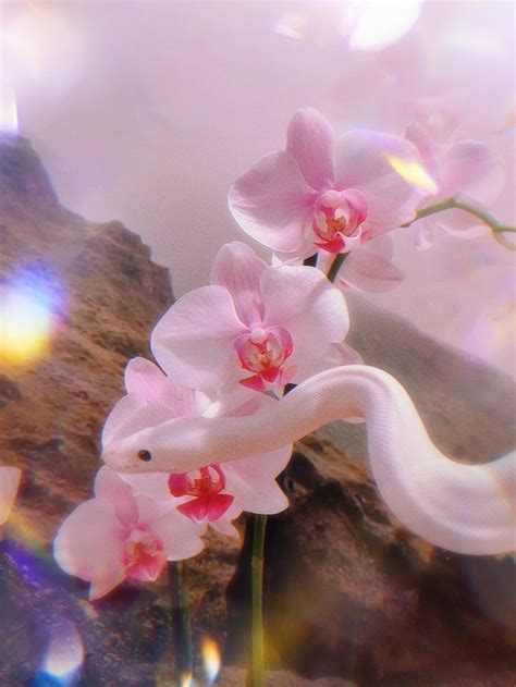 Not The Best Picture But I Finally Caught Alice Yawning R Ballpython