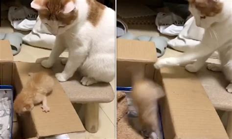 Impatient Cat