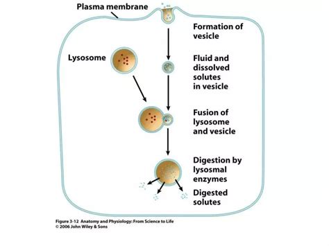 Ppt Organelle Powerpoint Presentation Free Download Id6832774