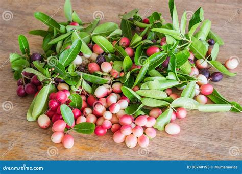 Carundakarondacarissa Carandasapocynaceae Fruit Red Seed Nut Stock