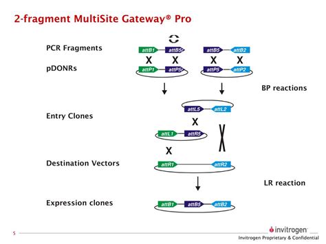 Ppt The Gateway® Cloning System Powerpoint Presentation Free