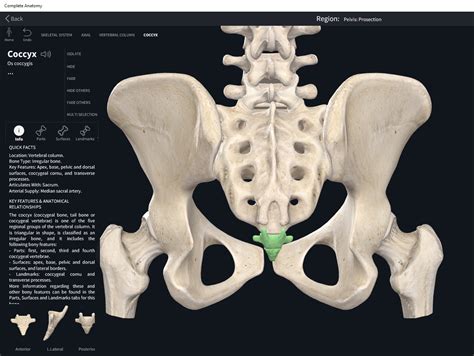 Bones Vertebral Column Coccyx Anatomy Physiology