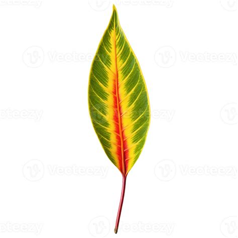Croton Hoja Alargado Oval Hoja Con Multicolor Abigarramiento En Sombras