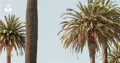 緑のココナッツの木の写真 Unsplashの木の無料画像