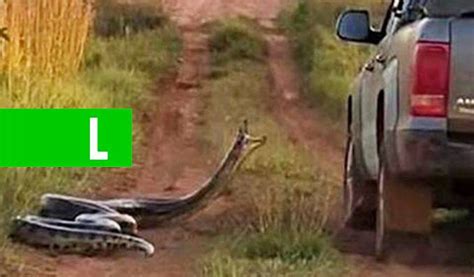 Cinco cobras gigantes capturadas no Brasil News Rondônia